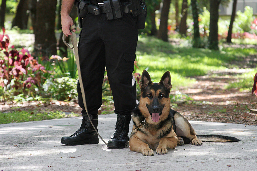 Traffic Stops and K9s - Online CLE Course | Lawline
